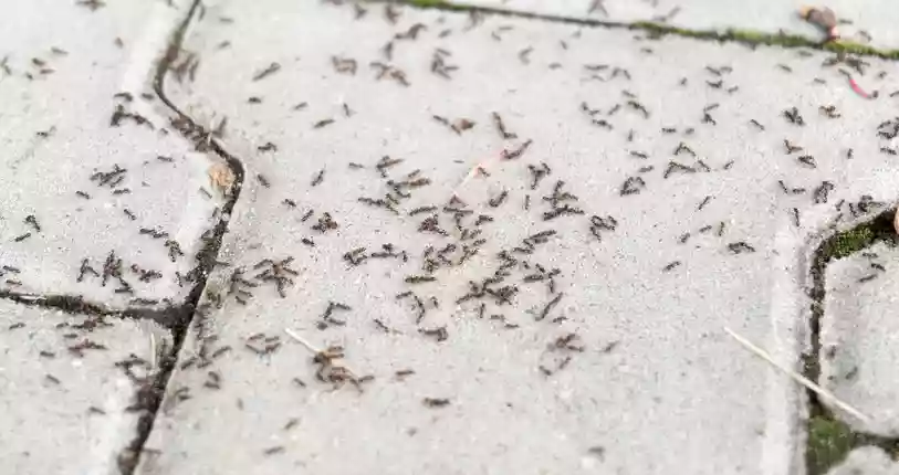 Pavement Ant Extermination | Activ Pest Solutions